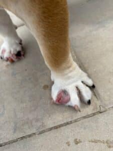 Interdigital furunculosis in dogs - Unleashed Veterinary Dermatology